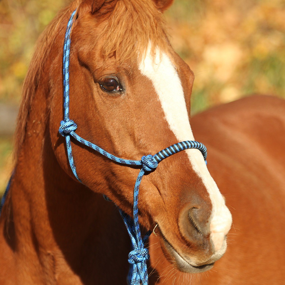 Knotenhalfter mit Strick für Bodenarbeit in tollen Farben Pony, Cob ...